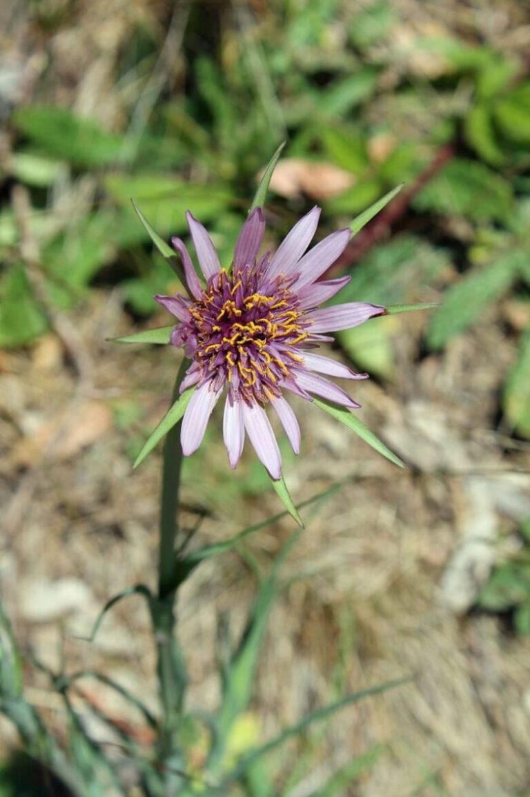 Salsify - The Best Plant to Use as Remedy - How To Prepare