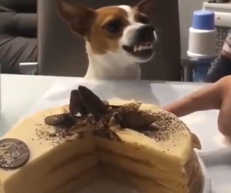 Dog and Cake - A Dog Who Loved Cakes...- Demotix.com