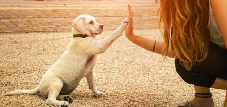 Tools And Methods For Dog Training - Demotix.com