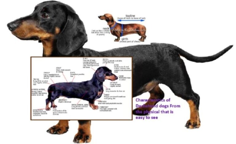 Dachshund Puppies - All You Need To Know - Demotix.com