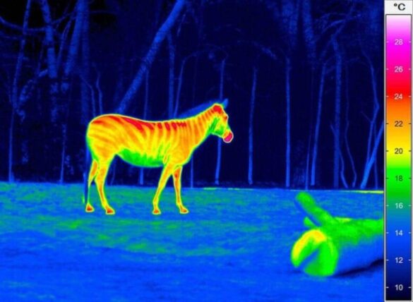How to Differentiate Thermal Imaging and Night Vision Scope - Demotix.com