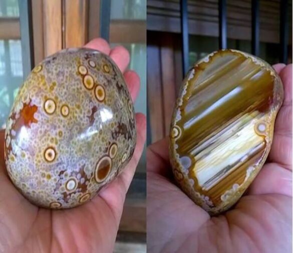 14 Magnificent Pictures of Uncommon Objects Cut in Half - Demotix.com