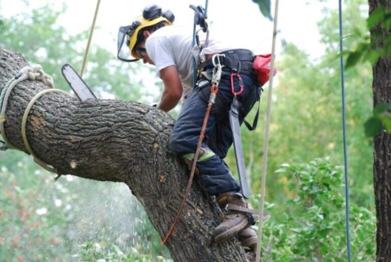 7 Tips For Choosing A Good Arborist - Qualifications in Arboriculture