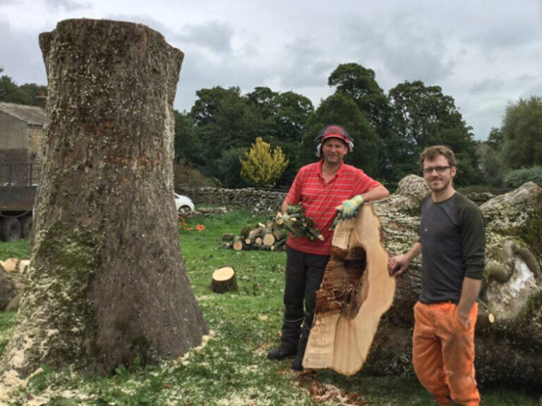 7 Tips For Choosing A Good Arborist - Qualifications in Arboriculture