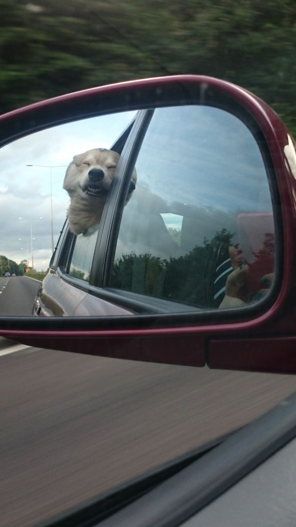 Cutest Pictures of Dogs Enjoying Car Rides! - Demotix.com