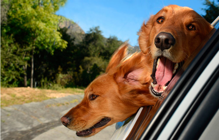 Cutest Pictures of Dogs Enjoying Car Rides! - Demotix.com