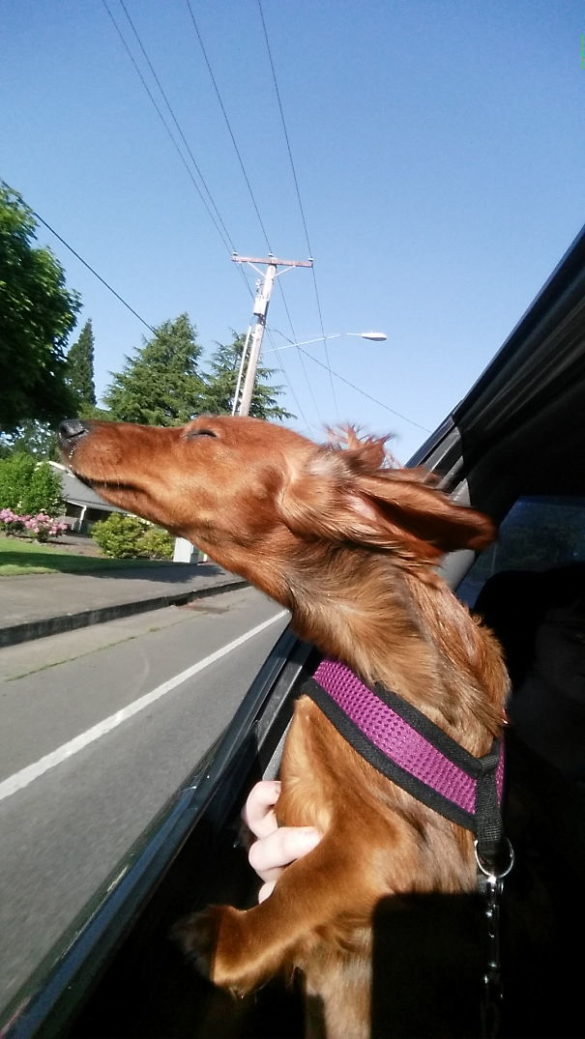Cutest Pictures of Dogs Enjoying Car Rides! - Demotix.com
