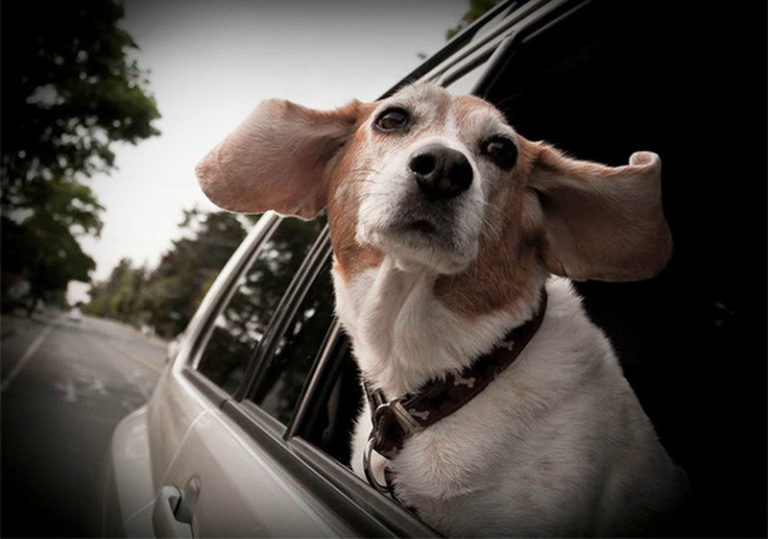 Cutest Pictures of Dogs Enjoying Car Rides! - Demotix.com