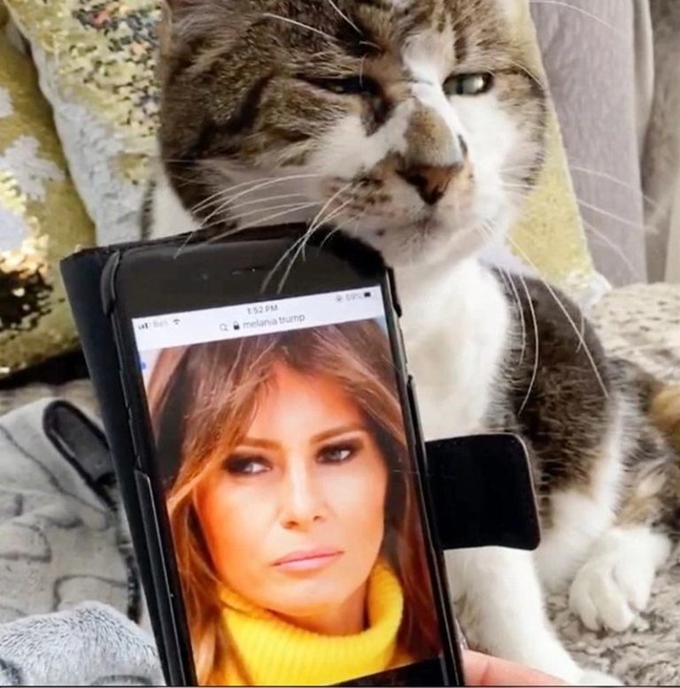 Melania Trump Has a Cat Lookalike In Great Britain