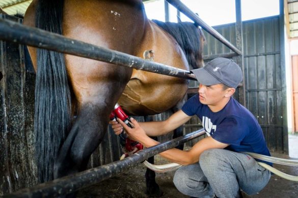 Nutritional and Health Benefits Of Mare's Milk - Demotix.com