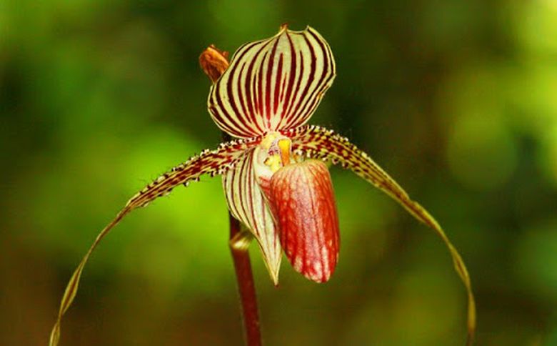 Travel and Flowers: Where to Find the Rarest Flower? - Demotix.com
