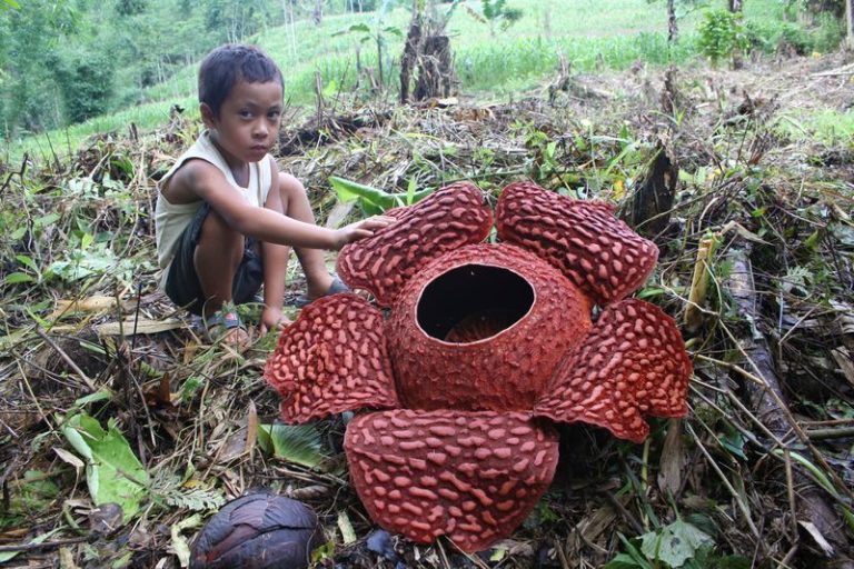 Travel and Flowers: Where to Find the Rarest Flower? - Demotix.com