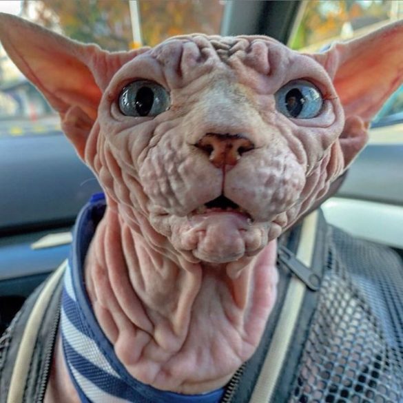 Check Out These Devious-Looking Hairless Wrinkly Cats - Demotix.com