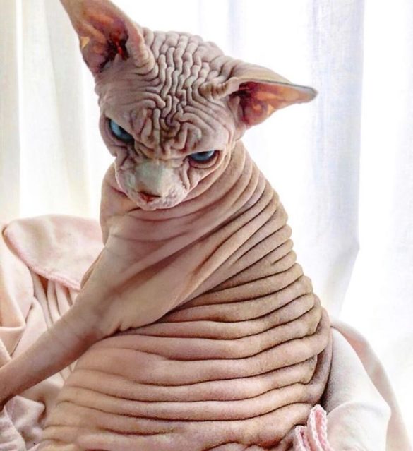 Check Out These Devious-Looking Hairless Wrinkly Cats - Demotix.com