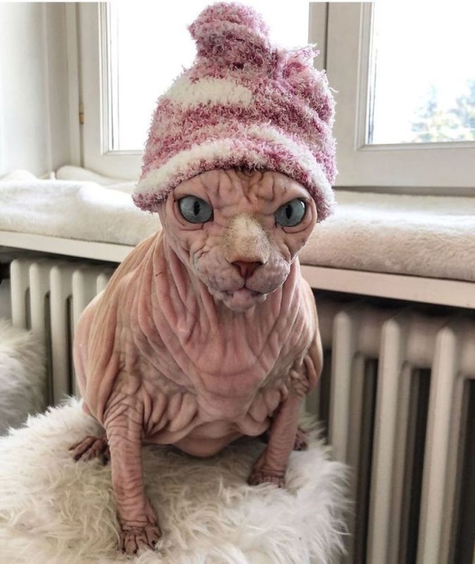 Check Out These Devious-Looking Hairless Wrinkly Cats - Demotix.com