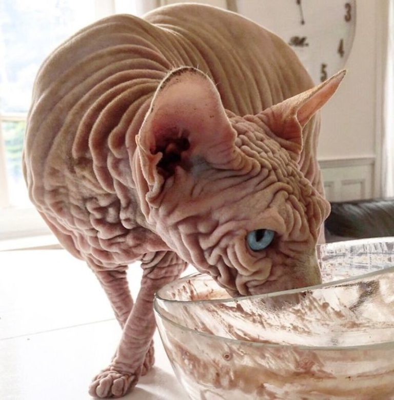 Check Out These Devious-Looking Hairless Wrinkly Cats - Demotix.com