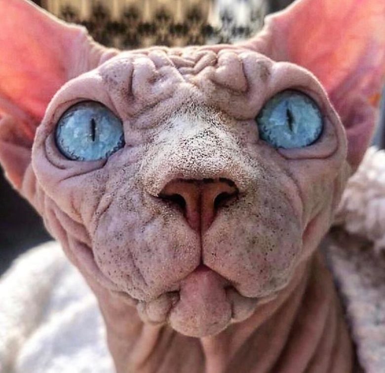 Check Out These Devious-Looking Hairless Wrinkly Cats - Demotix.com