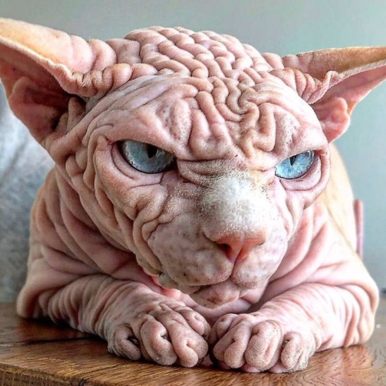 Check Out These Devious-Looking Hairless Wrinkly Cats - Demotix.com