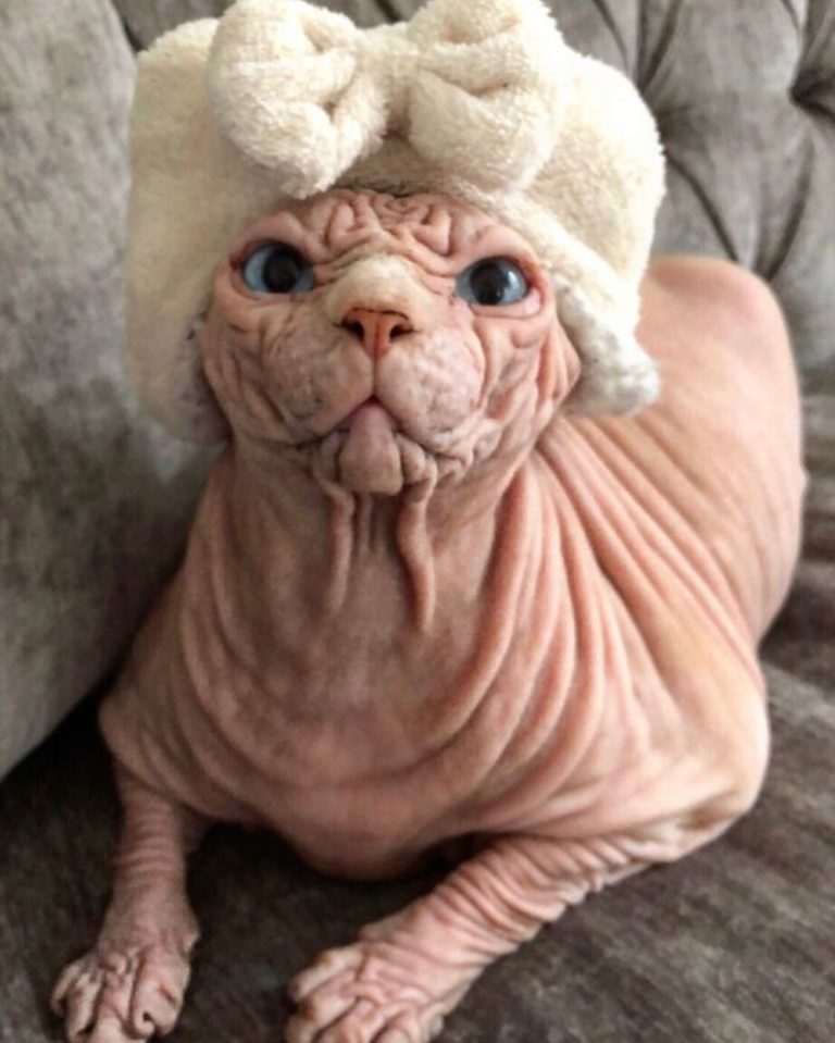 Check Out These Devious-Looking Hairless Wrinkly Cats - Demotix.com