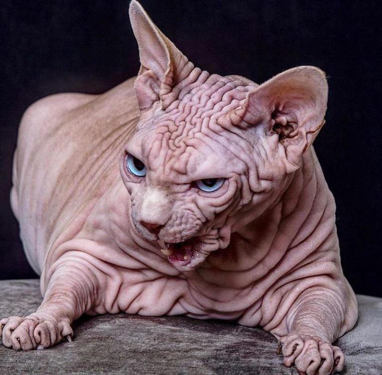 Check Out These Devious-Looking Hairless Wrinkly Cats - Demotix.com