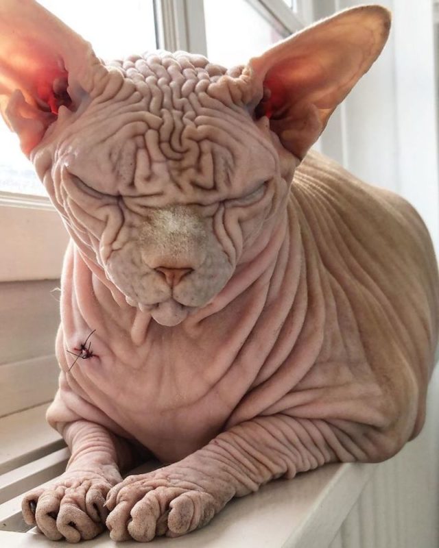 Check Out These Devious-Looking Hairless Wrinkly Cats - Demotix.com