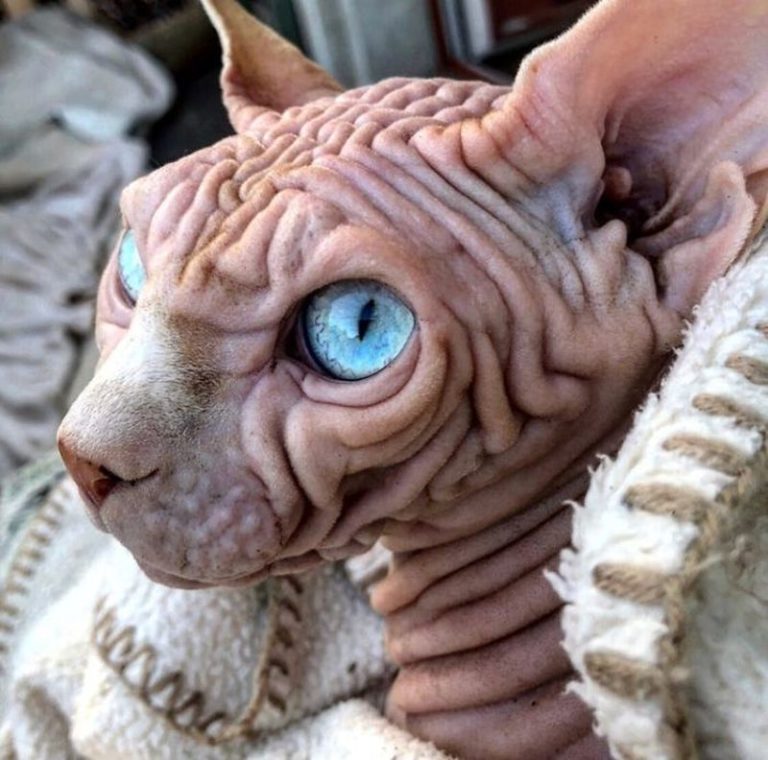 Check Out These Devious-Looking Hairless Wrinkly Cats - Demotix.com