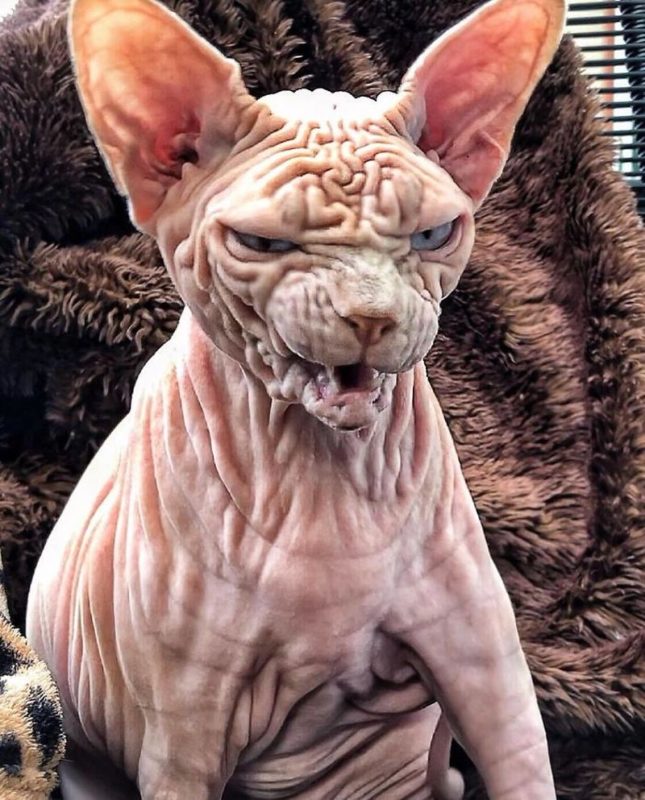 Check Out These Devious-Looking Hairless Wrinkly Cats - Demotix.com