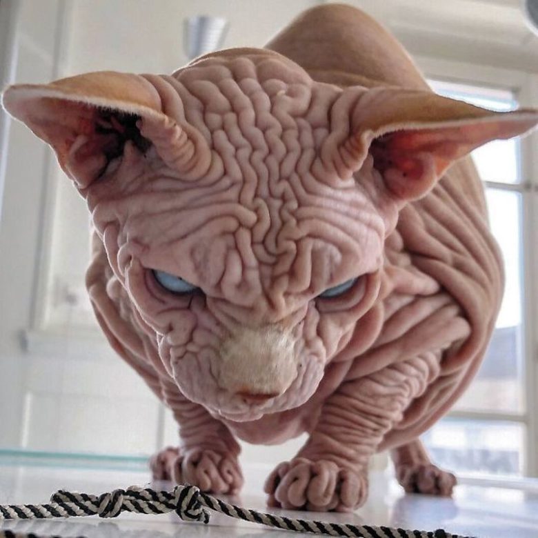 Check Out These Devious-Looking Hairless Wrinkly Cats - Demotix.com