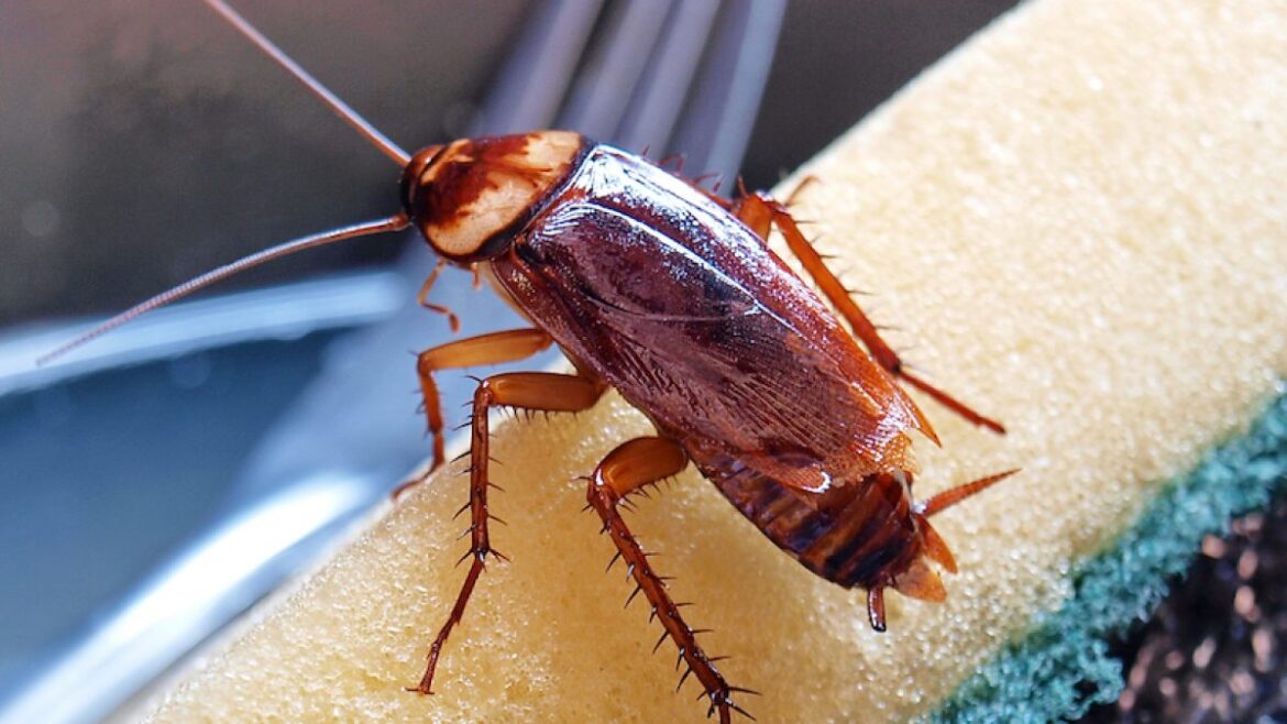 7 Dangers of Grease Buildup in Restaurants & Kitchens - 2024 Guide ...