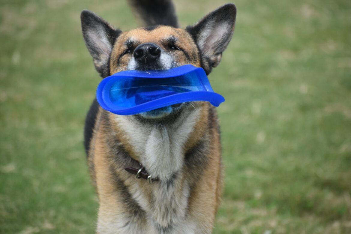 Choosing the Safest Toys for Your Dog - Demotix.com