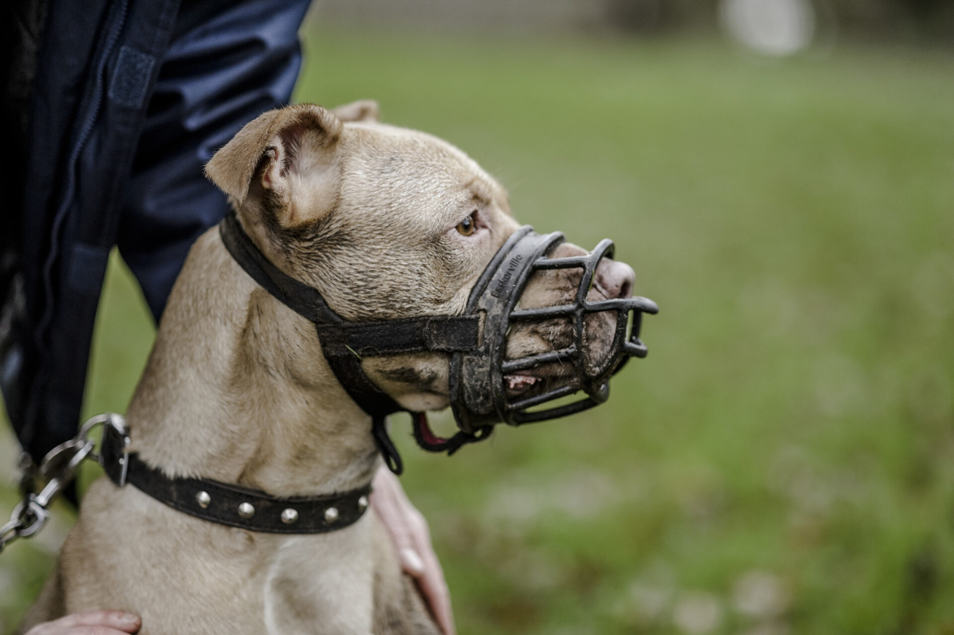What Is the Purpose of a Dog Muzzle? - Demotix.com