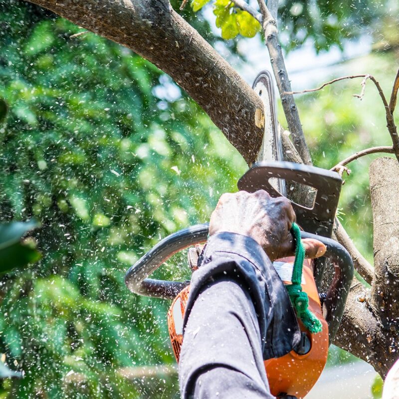 8 Dos and Don'ts of Tree Trimming - Demotix.com