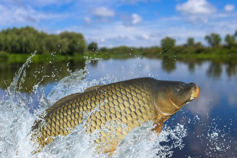 Why is Carp Fishing the Most Popular Form of Fishing? - Demotix.com