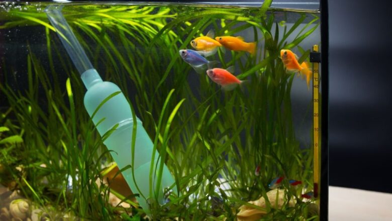 Siphon - An Indispensable Tool For Cleaning The Aquarium - Demotix.com