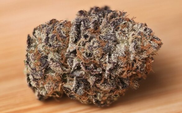 Exploring the Lemon Cherry Gelato Cannabis Strain - Demotix.com