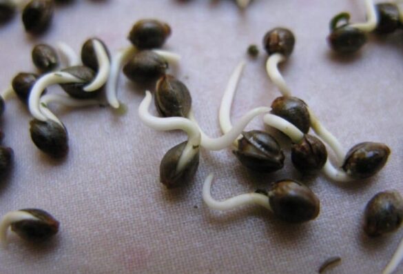 How Deep to Plant Cannabis Seeds: Tips for Optimal Germination Success ...